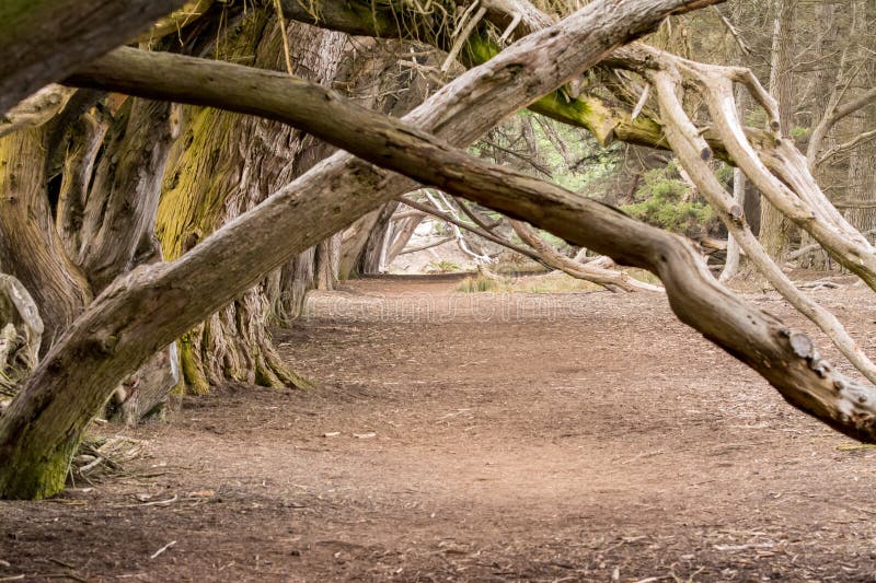 Tree tunnel path stock photo. Image of offering, travel - 371780098