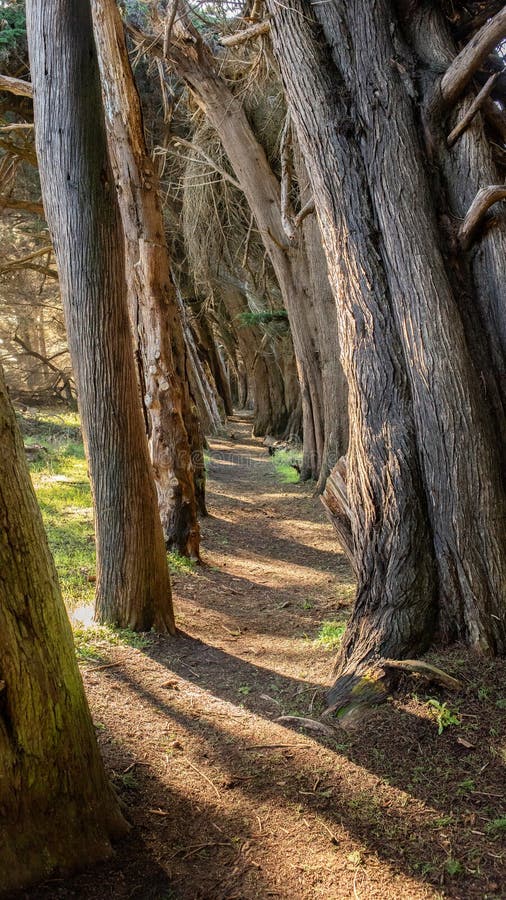 Tree tunnel path stock photo. Image of pathway, sunlight - 373284342