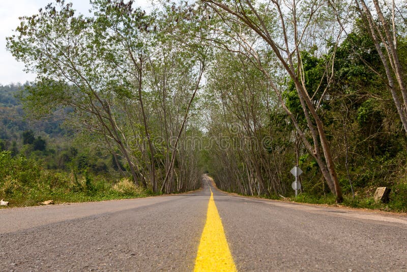Tree tunnel road stock image. Image of green, maremma - 68952447