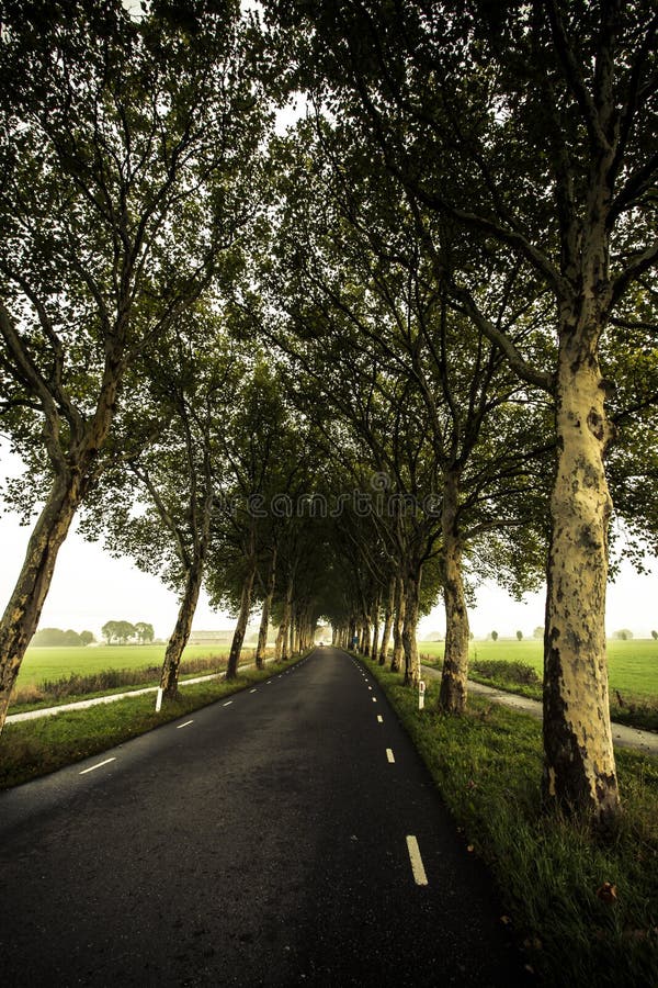 Tree tunnel road stock image. Image of outdoors, natural - 34449043