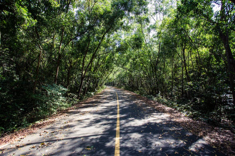 Tree tunnel stock photo. Image of shadow, lane, branch - 82206928