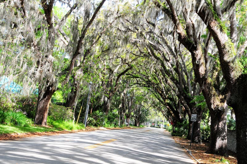 Tree Tunnel in St Augustine, Florida Stock Photo - Image of branch ...