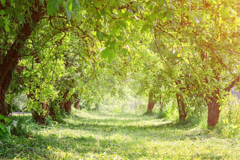 Tree Tunnel with Sunlight, Sunny Green Summer Landscape. Stock Image ...