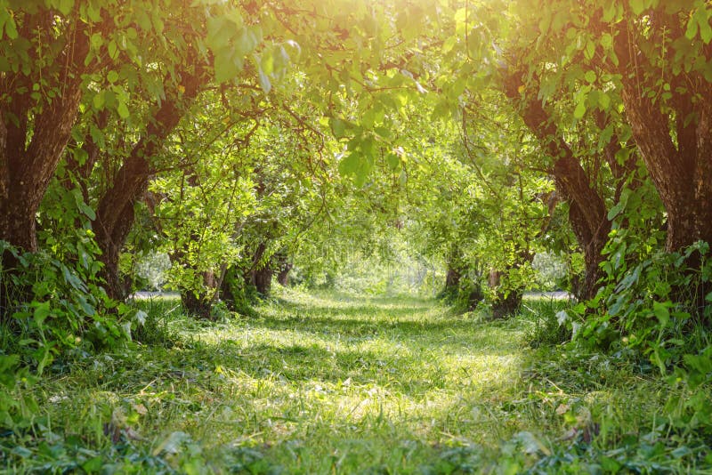 Tree Tunnel with Sunlight, Sunny Green Summer Landscape. Stock Image ...