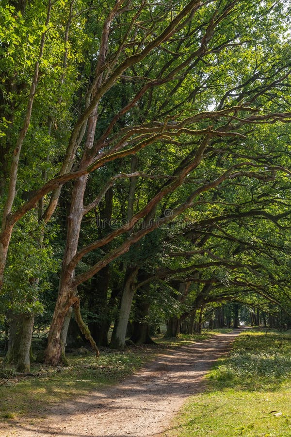 Tree tunnel stock image. Image of strength, alley, tree - 131246963
