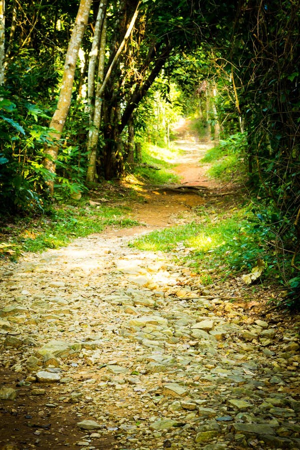 Tree Tunnel stock image. Image of jungle, beautiful, wonderland - 44451125