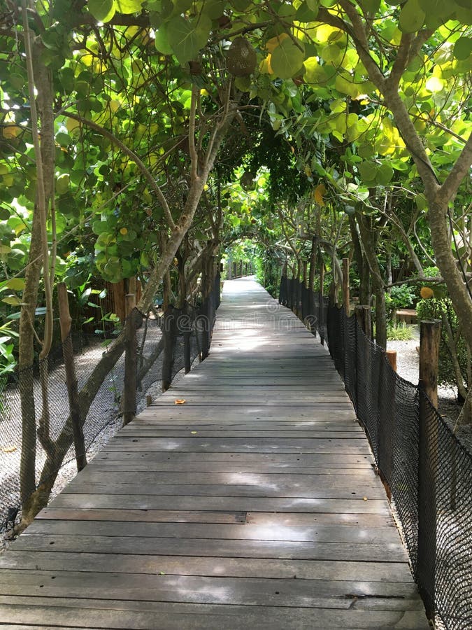 Tree Tunnel,Under the Shady Trees on the Walking Path Stock Photo ...