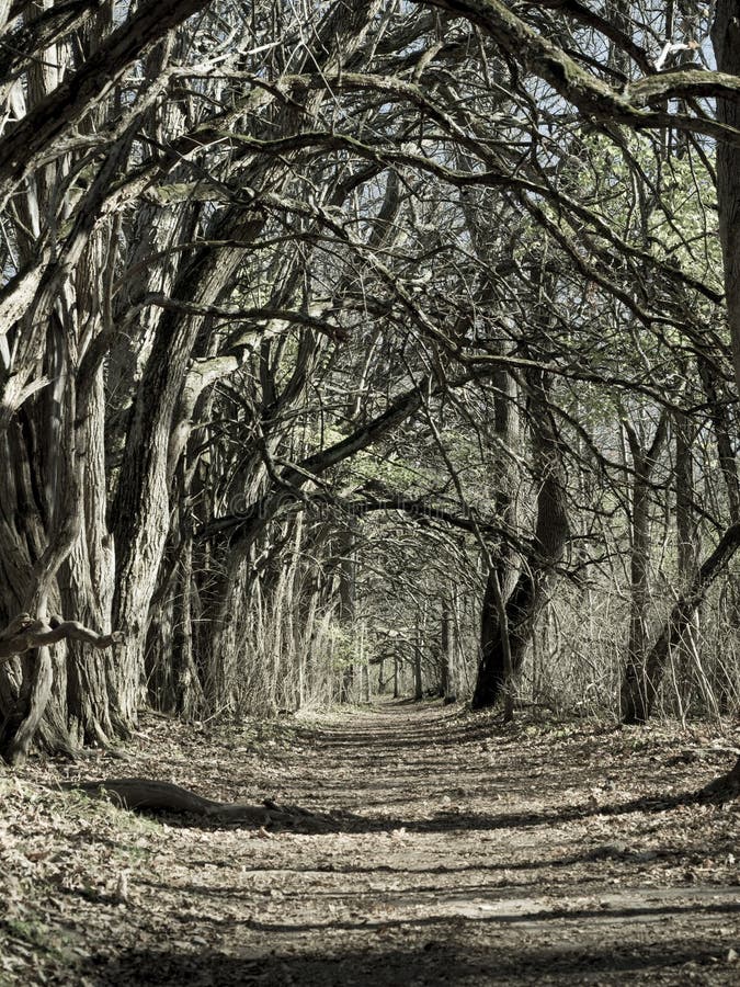 Tree Tunnel in Winter stock image. Image of trees, leaves - 101777401