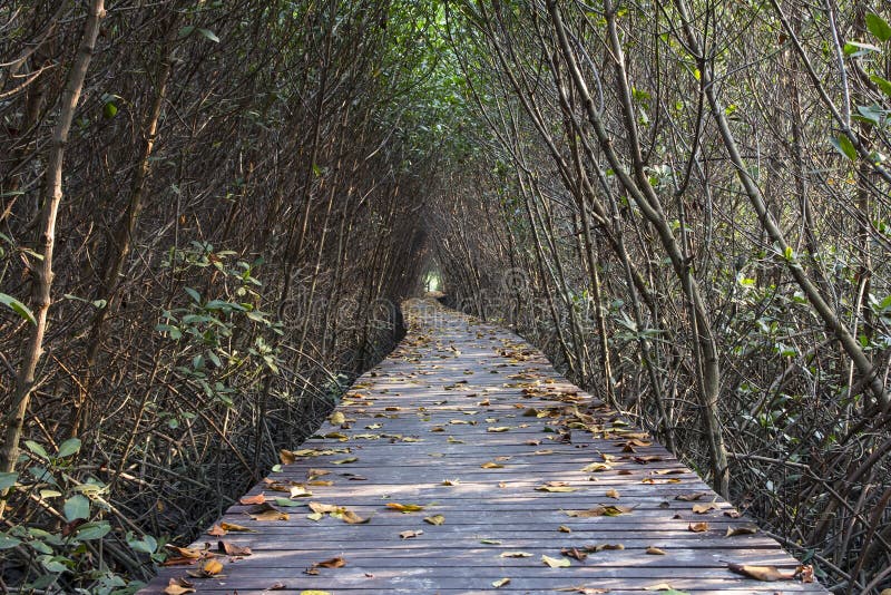Tree tunnel stock image. Image of tunnel, wood, branch - 48543591