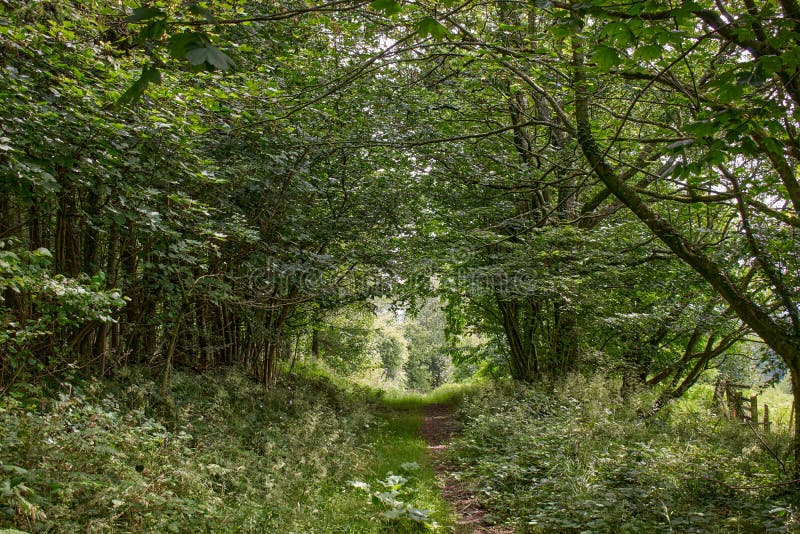 A Tree Tunnel through the Woods Stock Image - Image of outdoors ...