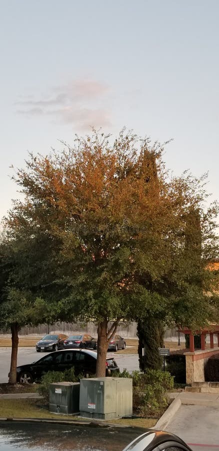 Tree turning stock photo. Image of colors, leaves, tree - 134821100