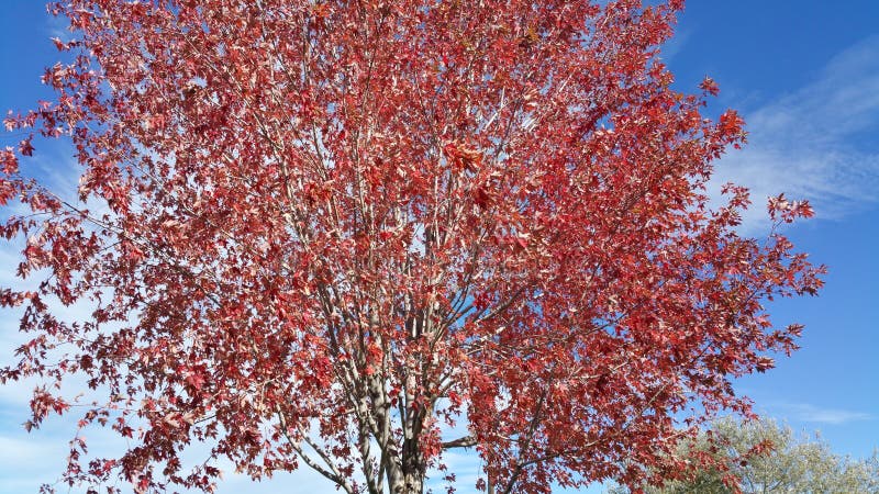 Tree turning red at fall. stock image. Image of turning - 89357859