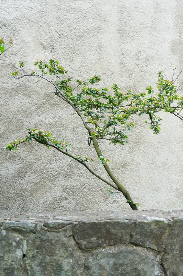 Tree twig stock photo. Image of wall, natural, stone - 40817152
