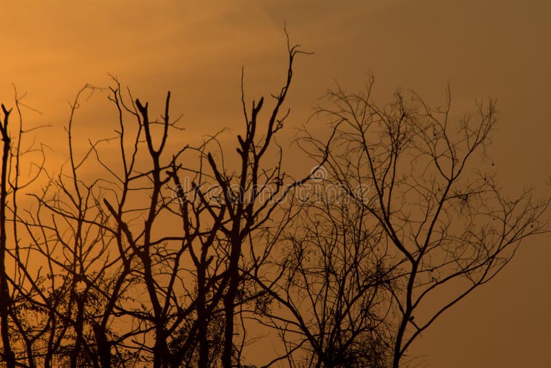 The Tree Twig on Sunset, the Sunset Abstract Background Stock Image ...