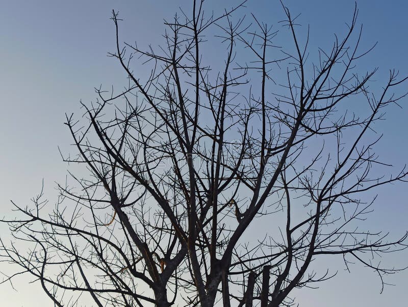 Jombang, East Java Indonesia on June 21, 2021-Pull Up and Chinning Up ...