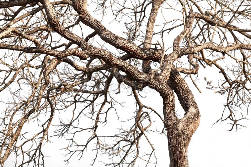 Tree Twigs With Bare Trunks And Branches Stock Photo - Image: 53784130