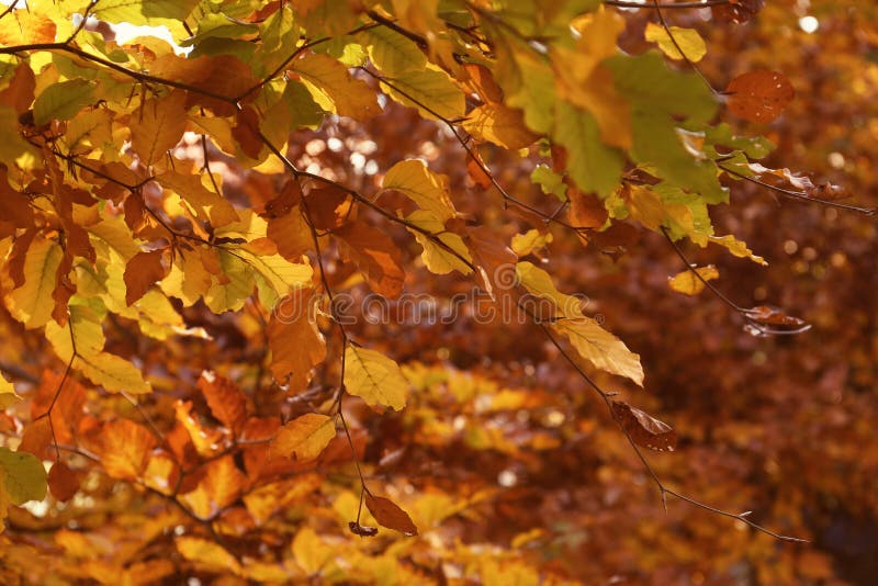 Tree Twigs with Bright Leaves on Autumn Day Stock Image - Image of ...