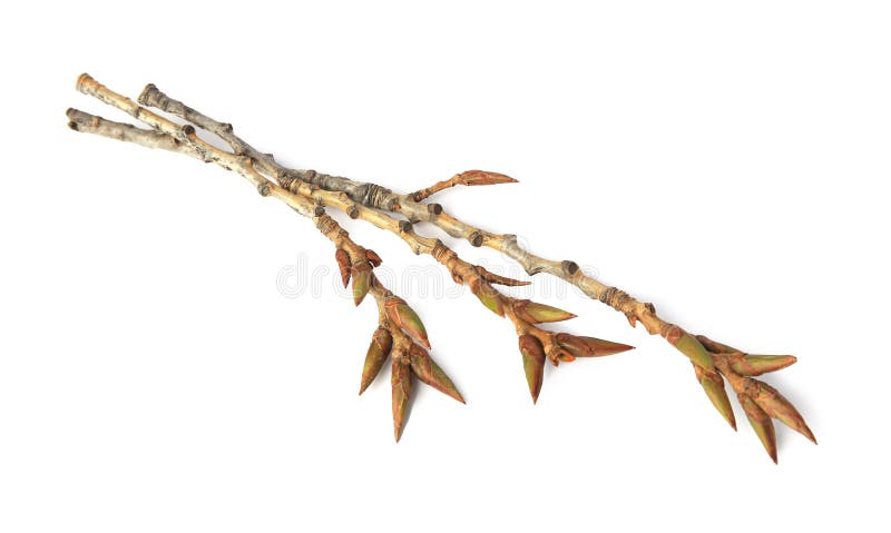Old Dry Tree Twigs Isolated on White Stock Image - Image of minimal ...