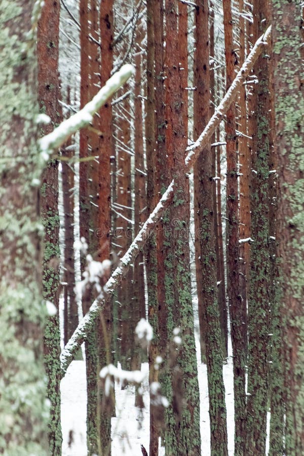 Tree Twigs Covered with White Snow in the Forest in Winter Stock Photo ...