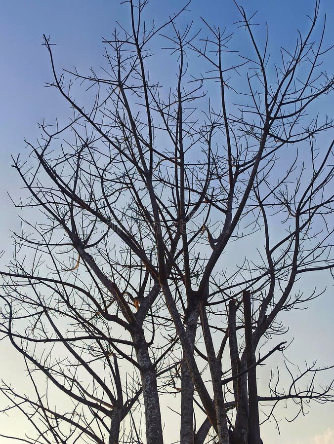 Jombang, East Java Indonesia on June 21, 2021-Pull Up and Chinning Up ...