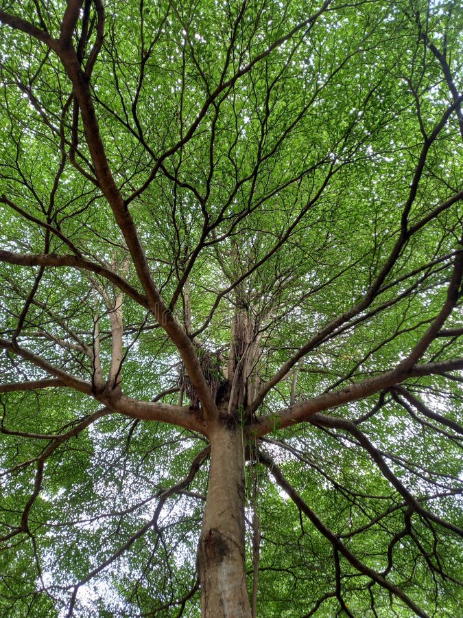 Tree with Twigs and Green Leaves in the Afternoon Stock Photo - Image ...