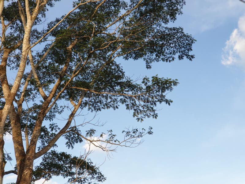 Tree twigs natur stock photo. Image of wilderness, tree - 267974030