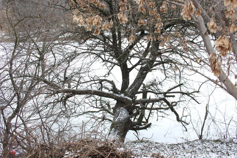 A Tree with Twisted Branches Grows on the Shore of a Winter Lake. Dry ...