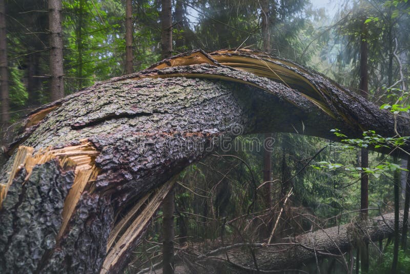 Tree Twisted and Felled by the Storm Stock Image - Image of ...