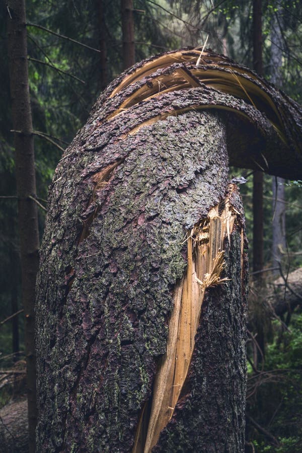 Tree Twisted and Felled by the Storm Stock Image - Image of forest ...