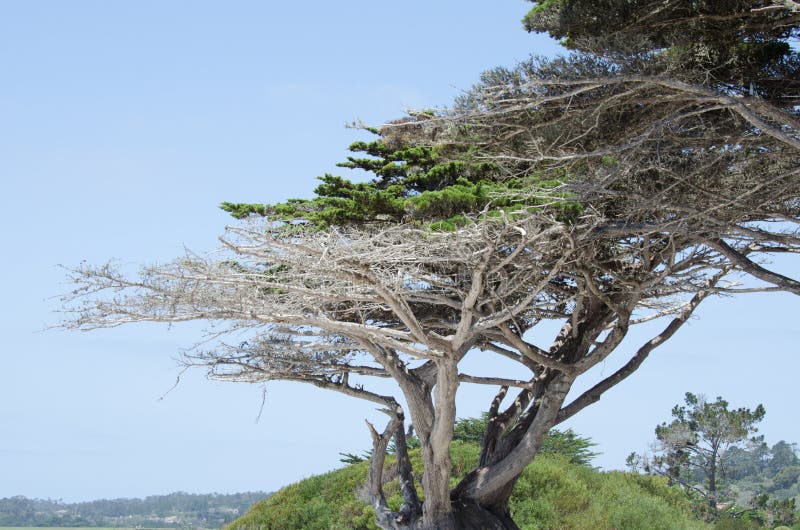 Cypress Tree with Dry and Green Branches Stock Image - Image of sunny ...