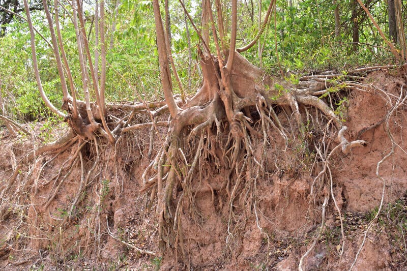 Tree with Twisted Roots in Asia. Stock Photo - Image of natural, earthy ...