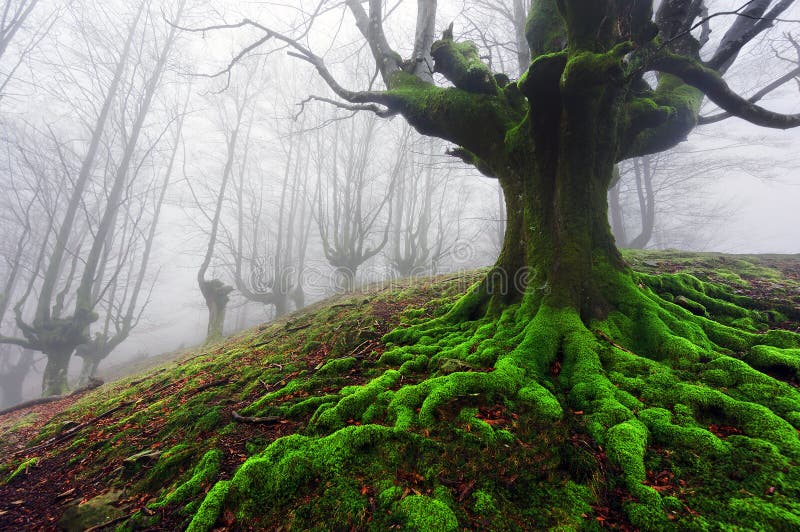 Tree with twisted roots stock photo. Image of creepy - 48323788