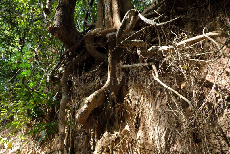 Tree with twisted roots. stock photo. Image of earthtone - 107061272