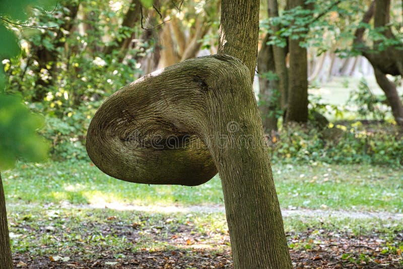 Tree with a twisted trunk stock photo. Image of scenic - 293540054