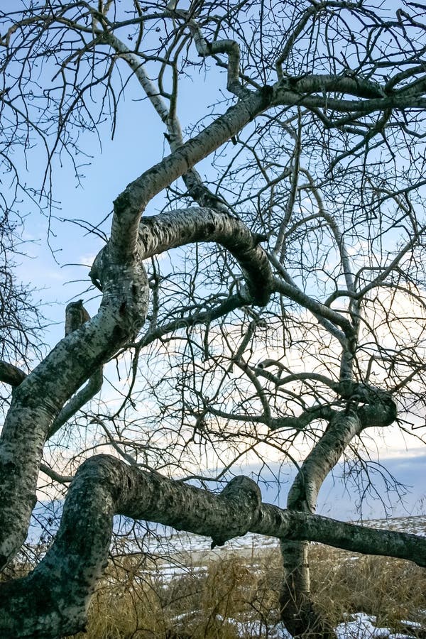 A Tree with a Twisted Trunk and Branches Stock Photo - Image of foliage ...