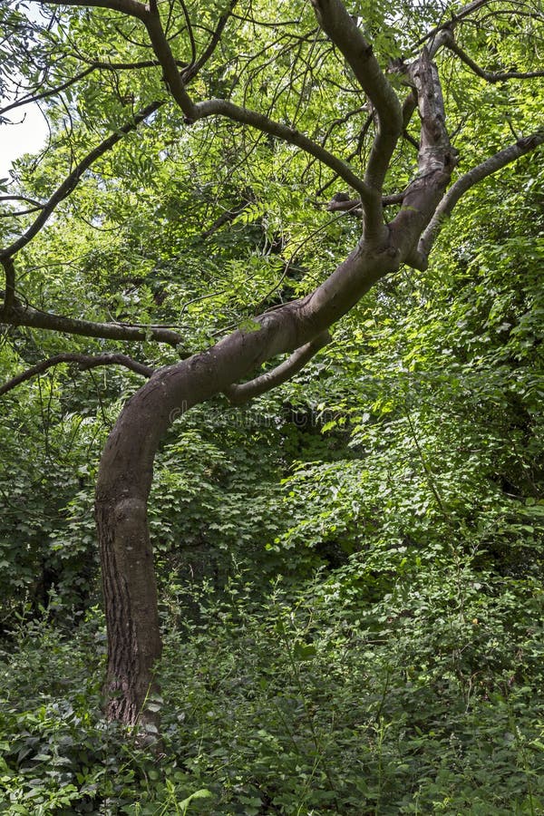 Twisted Tree stock image. Image of green, wood, bent - 161020697