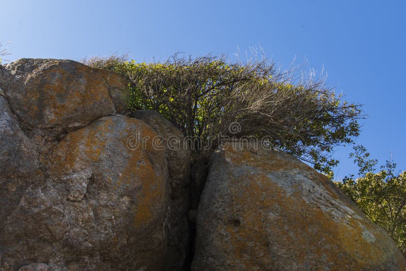 A Tree between Two Boulders Stock Photo - Image of stones, travel ...