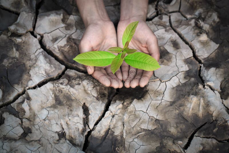 Tree in Two Hands with Dry Cracked Soil, Environments Earth Day or ...