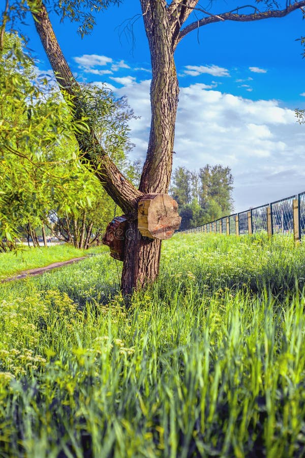 Tree with Two Large Wooden Targets Stock Image - Image of competition ...