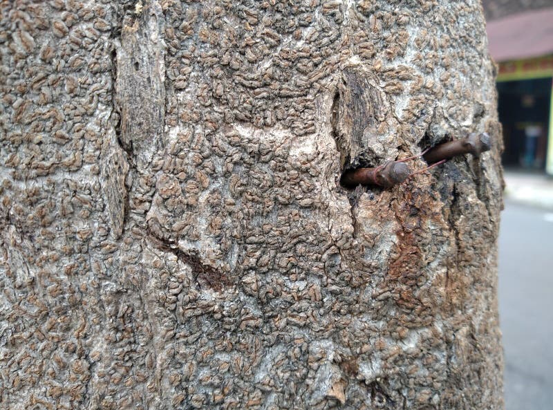 Tree with two nails stock image. Image of nails, love - 207742725