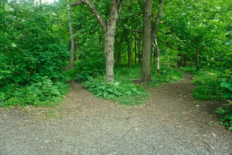 A Tree between Two Pathways in the Wood. Stock Photo - Image of fresh ...