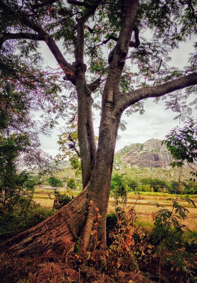 Tree Stems stock image. Image of bough, green, nature - 2459033