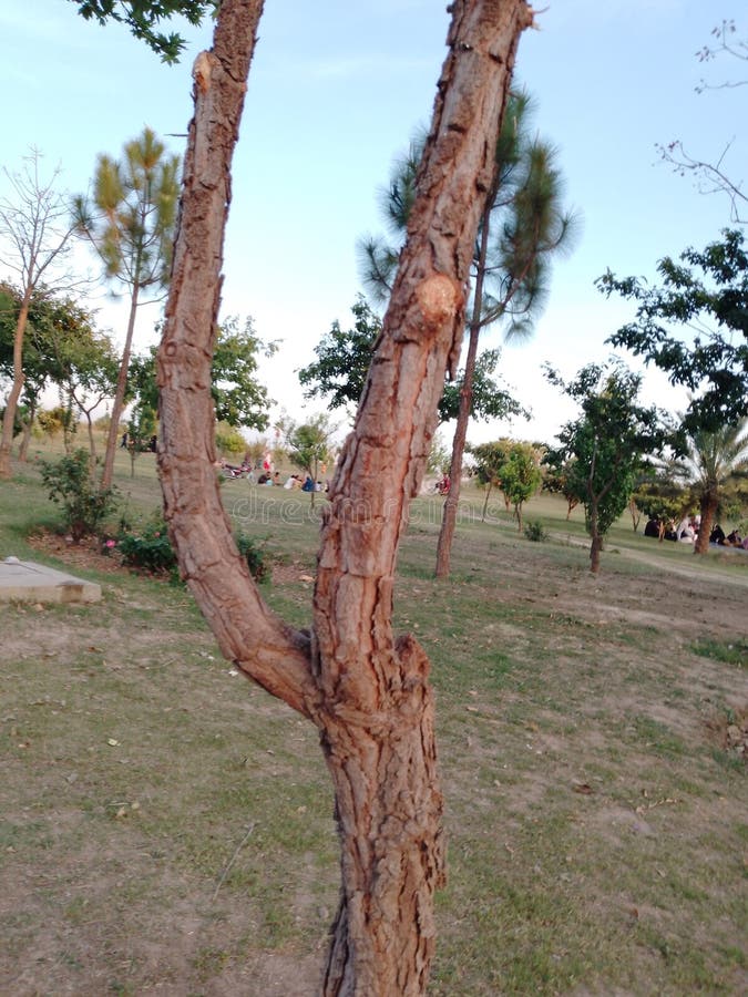 A Tree, Two Trunks/a Beautiful Tree with Two Trunks Stock Image - Image ...