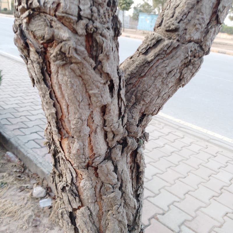 Trunksa Stock Photos - Free & Royalty-Free Stock Photos from Dreamstime