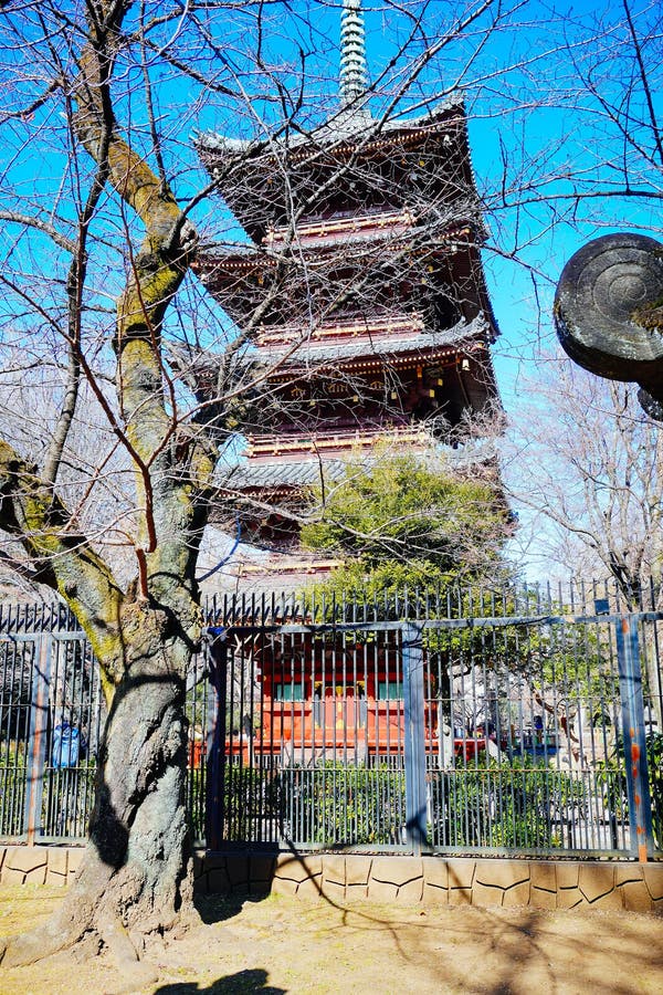 Tree in the Ueno Toshogu Shrine in Tokyo Stock Image - Image of ...