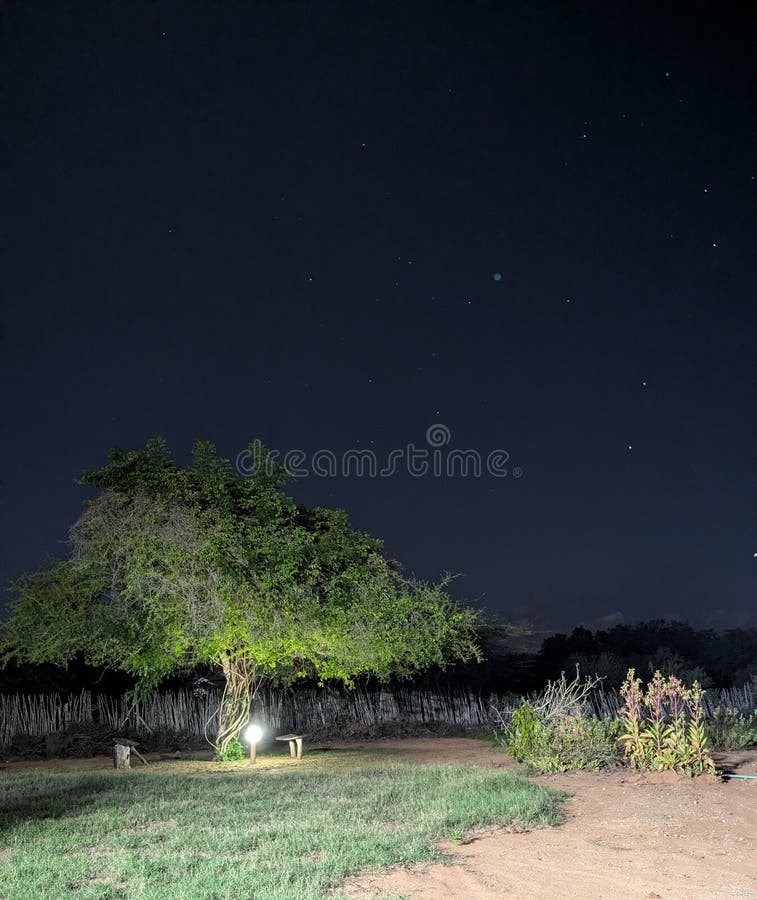 Tree under the African sky stock photo. Image of stars - 373942504