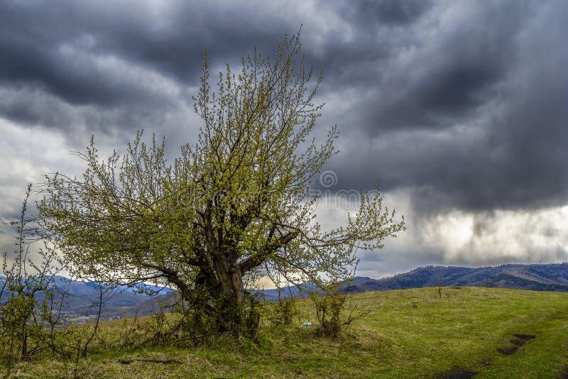 Tree under clouds. stock photo. Image of nature, clouds - 40882214