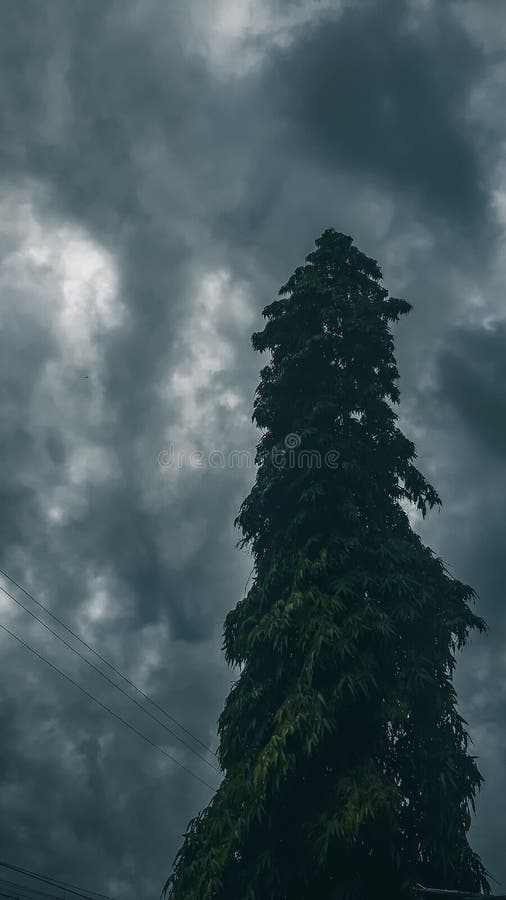 A Tree Under a Cloudy Cloud Stock Image - Image of darkness, morning ...