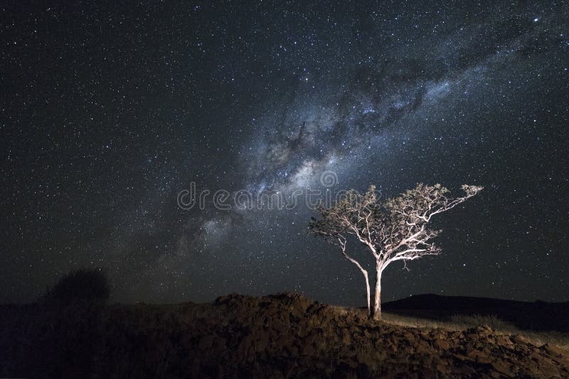 A tree under the Milky Way stock photo. Image of 1000 - 145612830
