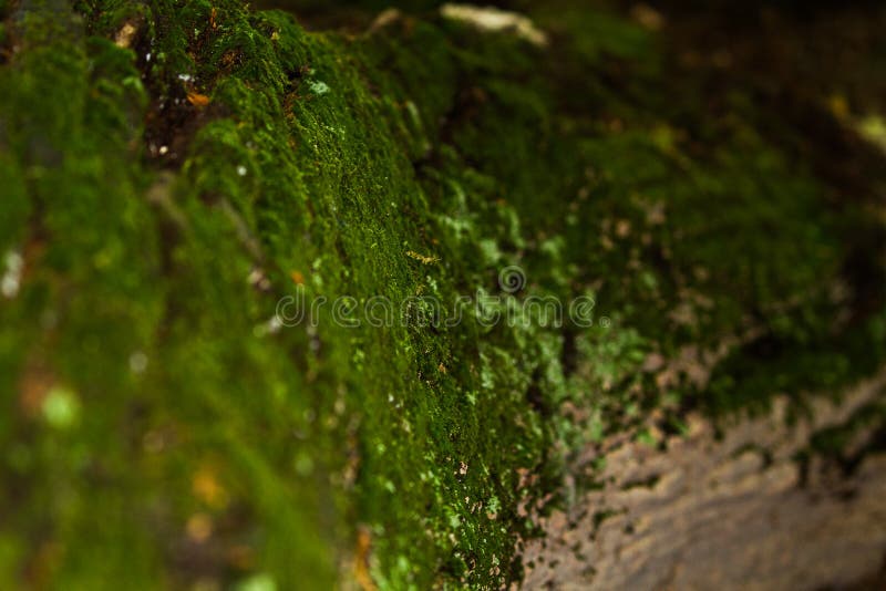 Tree Under Moss.Shallow Depth of Field[DOF] Stock Image - Image of ...